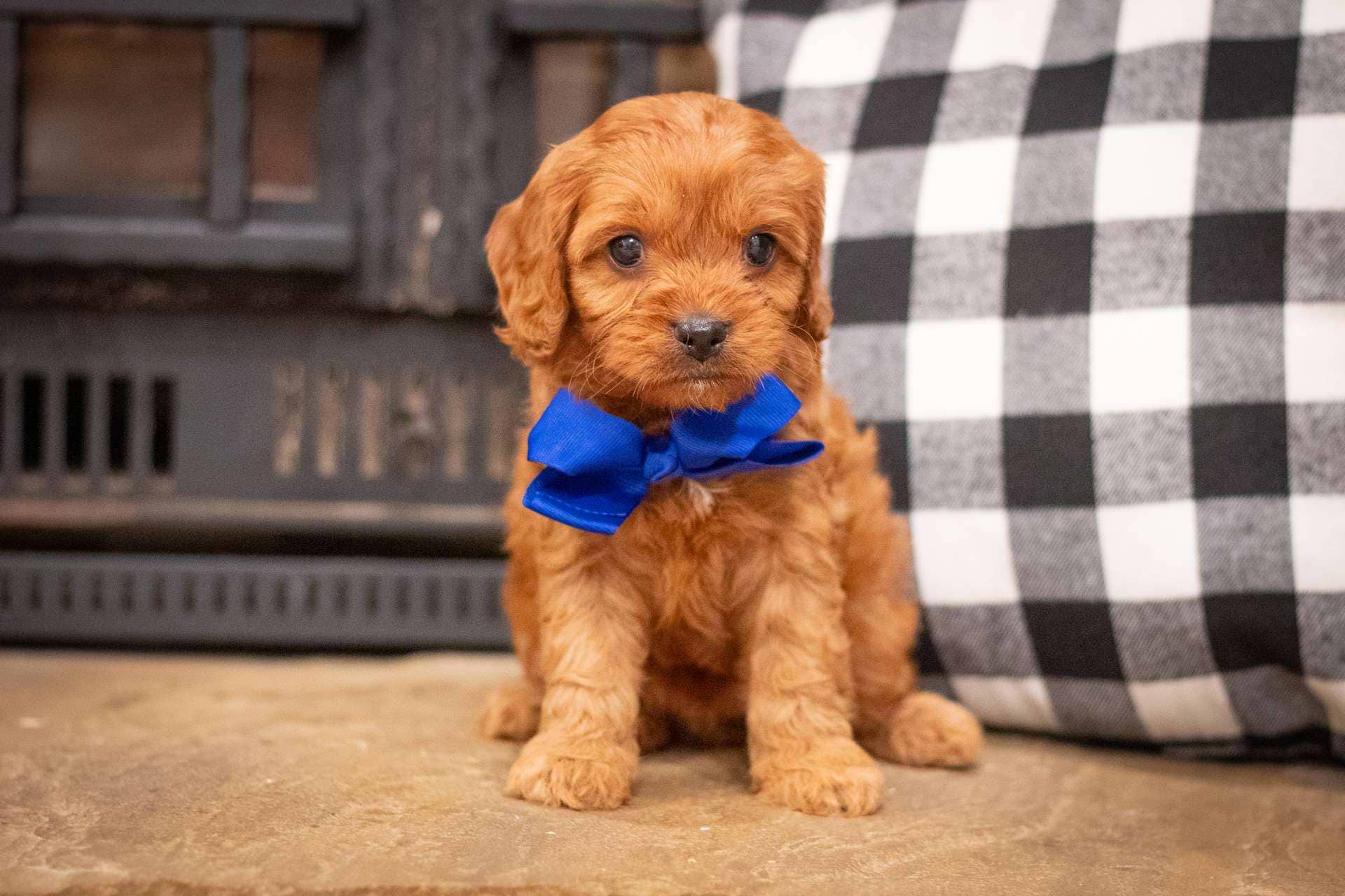 Adorable Cavapoo Puppies | Healthy & Happy Cavapoos
