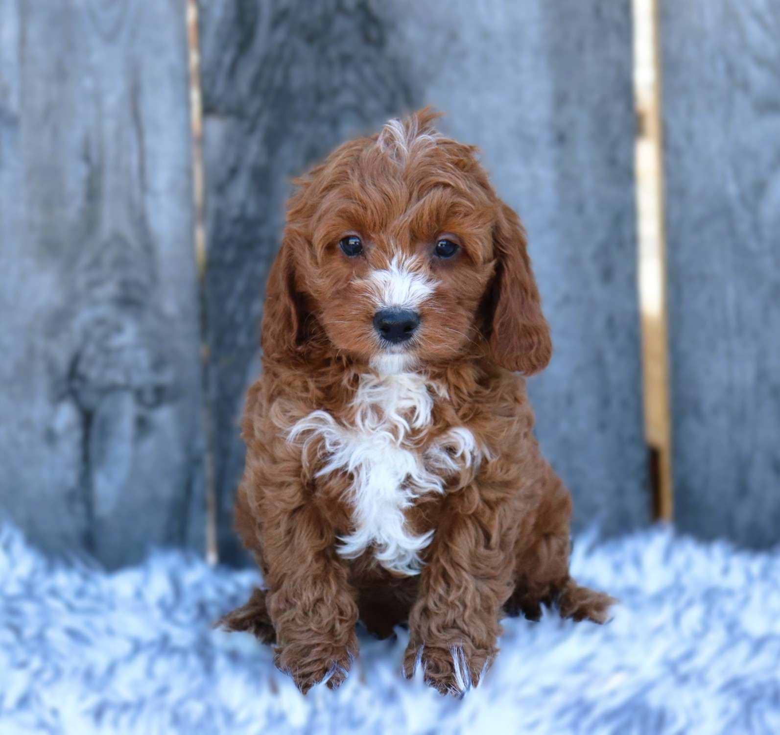 Adorable Cavapoo Puppies | Healthy & Happy Cavapoos