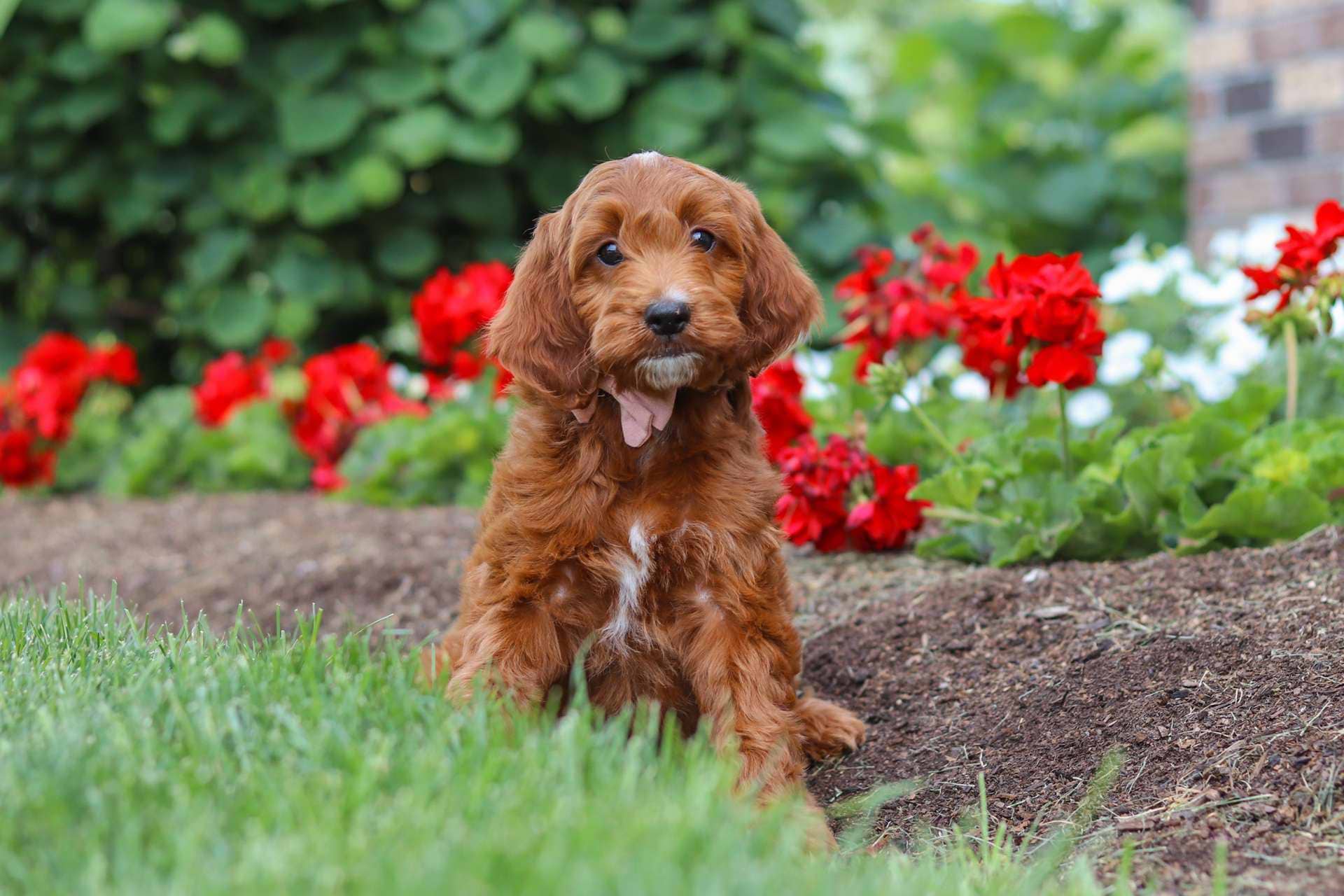 Irish Doodle Puppies for Sale — Family-raised & Healthy