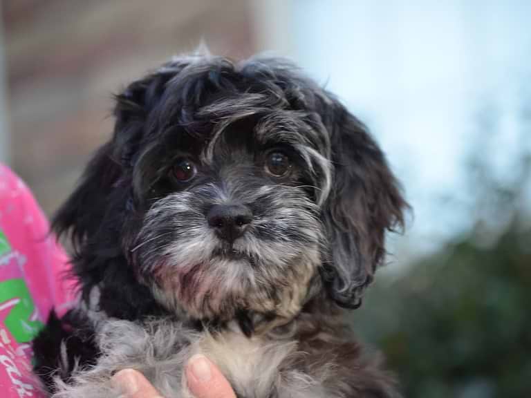 Cute Cockapoo Puppies | Family-Raised with Health Guarantee