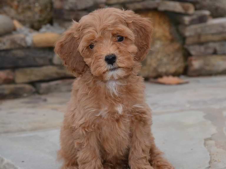 Double Doodle Puppies for Sale — Family-Raised