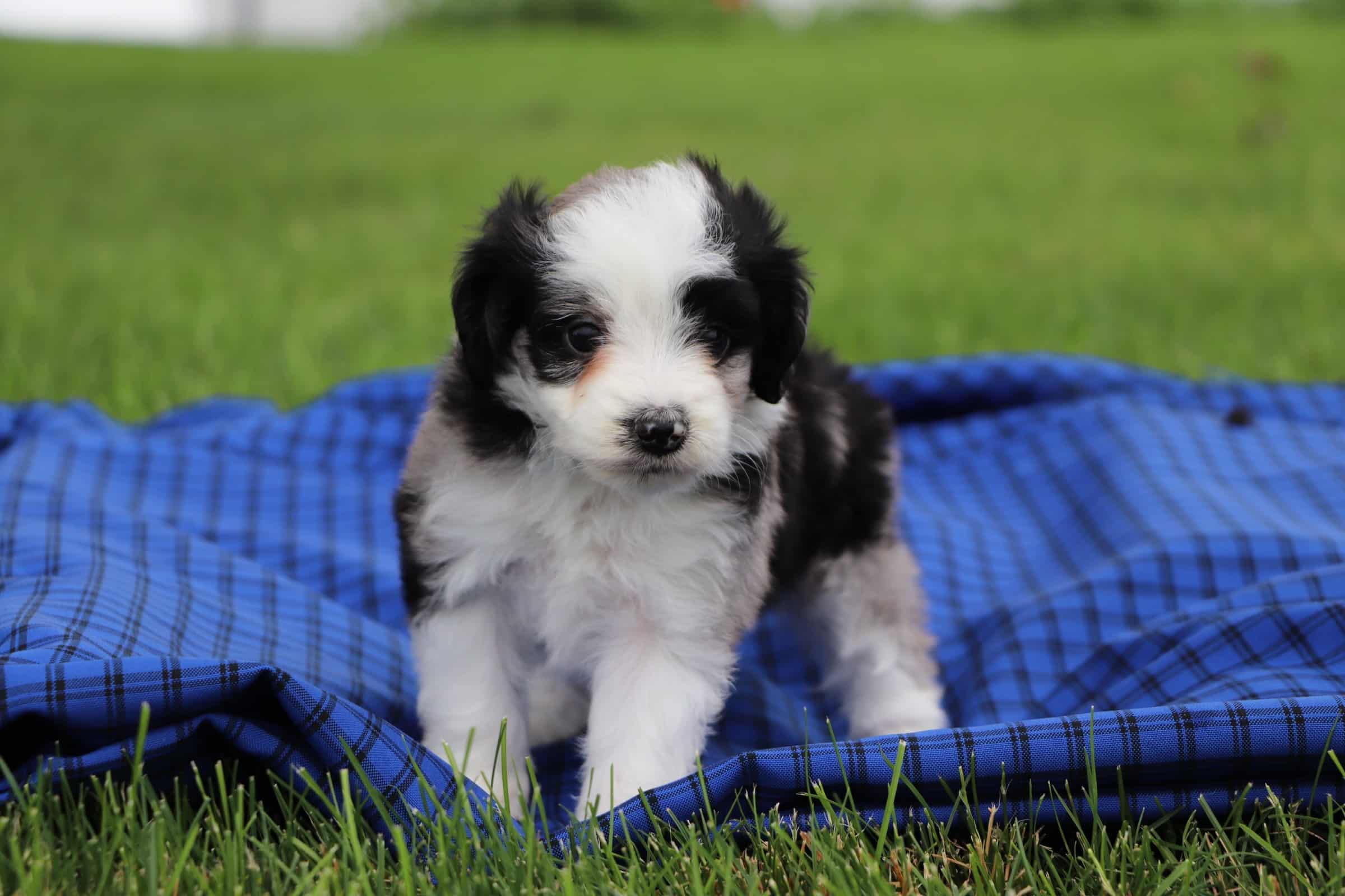 Aussiedoodle Puppies for Sale | Family-Raised & Healthy
