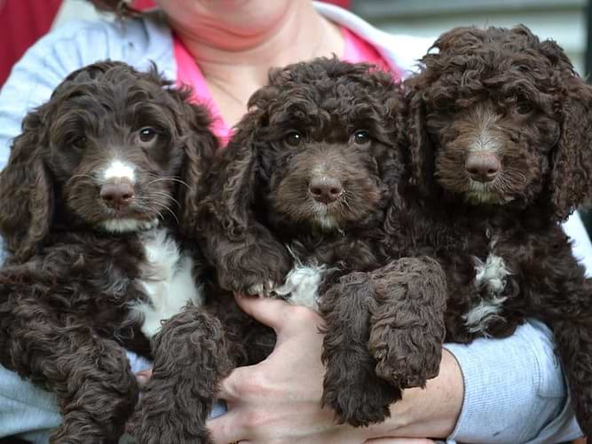 Springerdoodle Puppies and Mini Springerdoodle Puppies Puppies ...