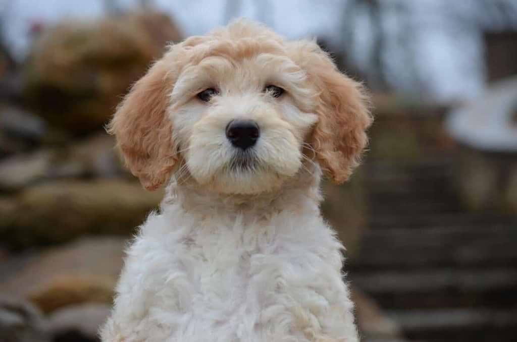 Double Doodle Puppies for Sale — Family-Raised