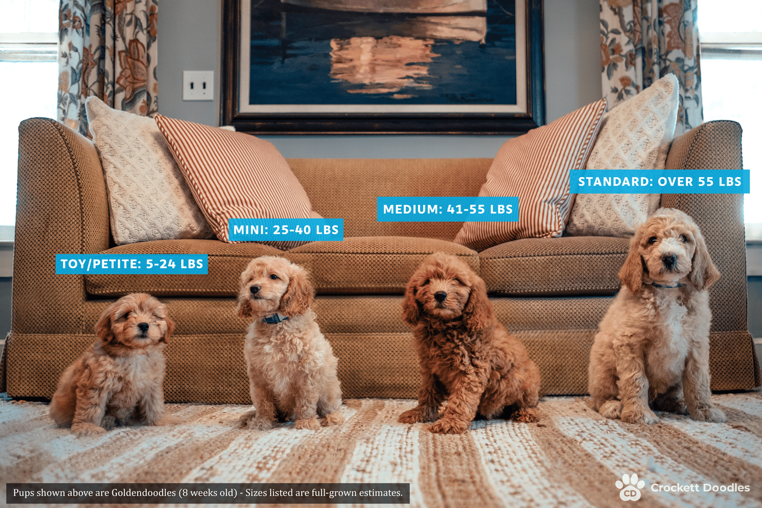 Double Doodle and Mini Double Doodle Puppies - Adaptable & Friendly ...