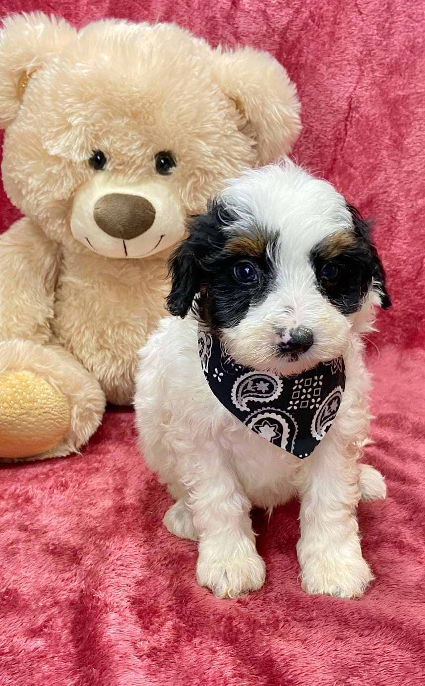 Best Detroit Aussiedoodles Available — Crockett Doodles