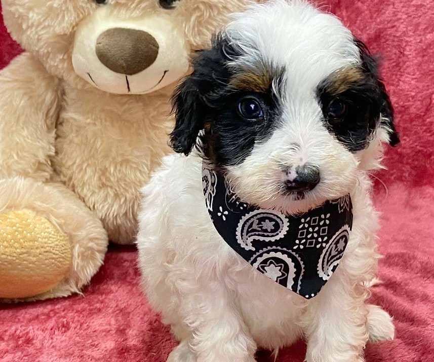 Best Detroit Aussiedoodles Available — Crockett Doodles