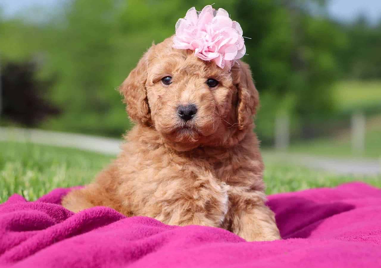 Double Doodle and Mini Double Doodle Puppies - Adaptable & Friendly ...