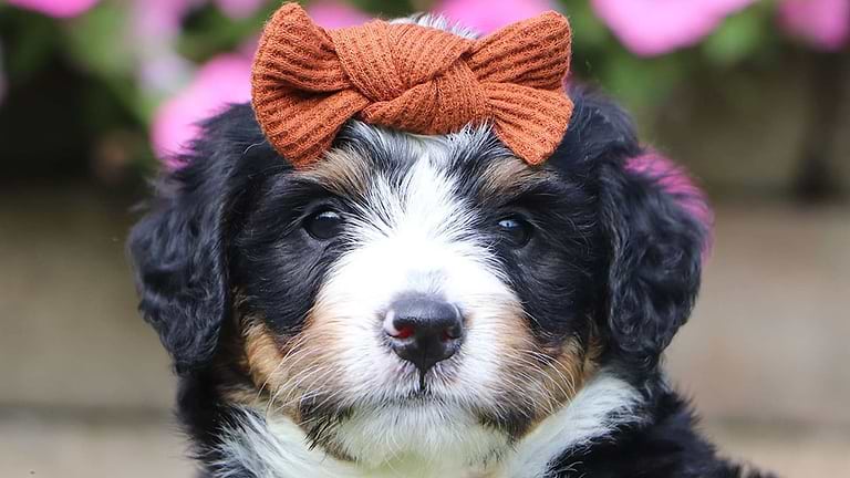 Double Doodle and Mini Double Doodle Puppies - Adaptable & Friendly ...