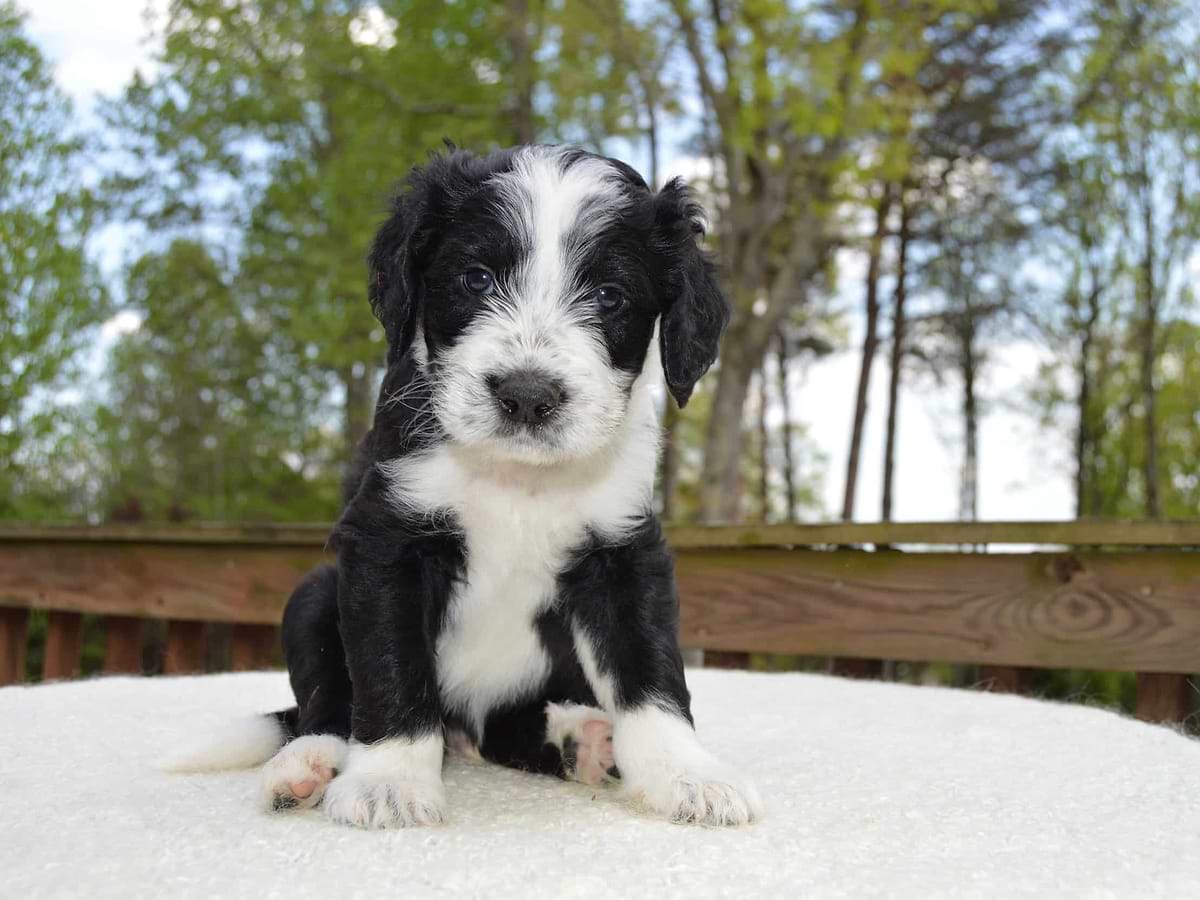 Sheepadoodle Puppies for Sale — Family-Raised & Healthy