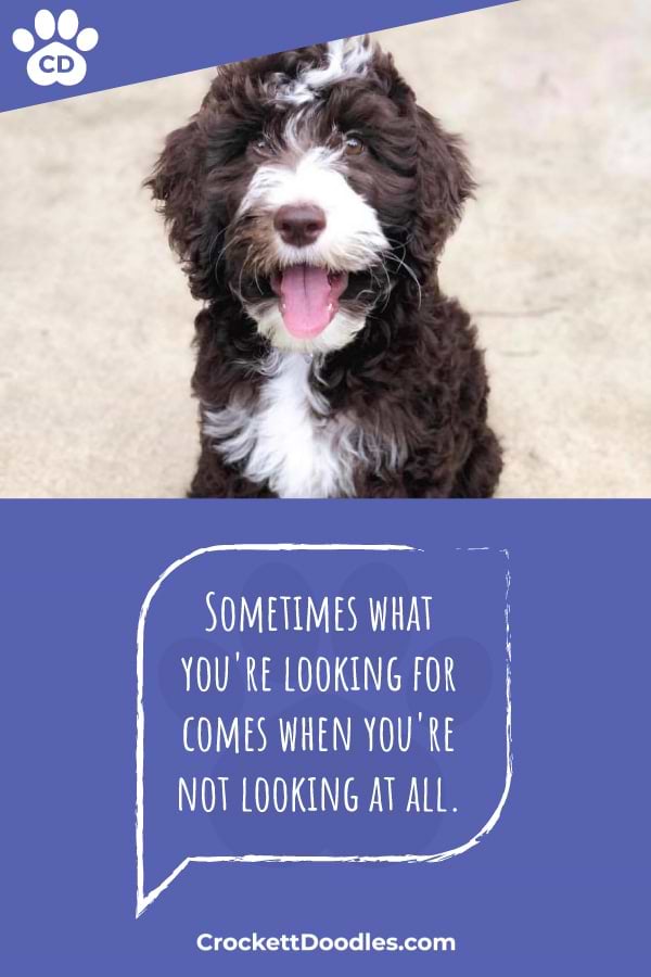 Dog Lover Quotes — Crockett Doodles