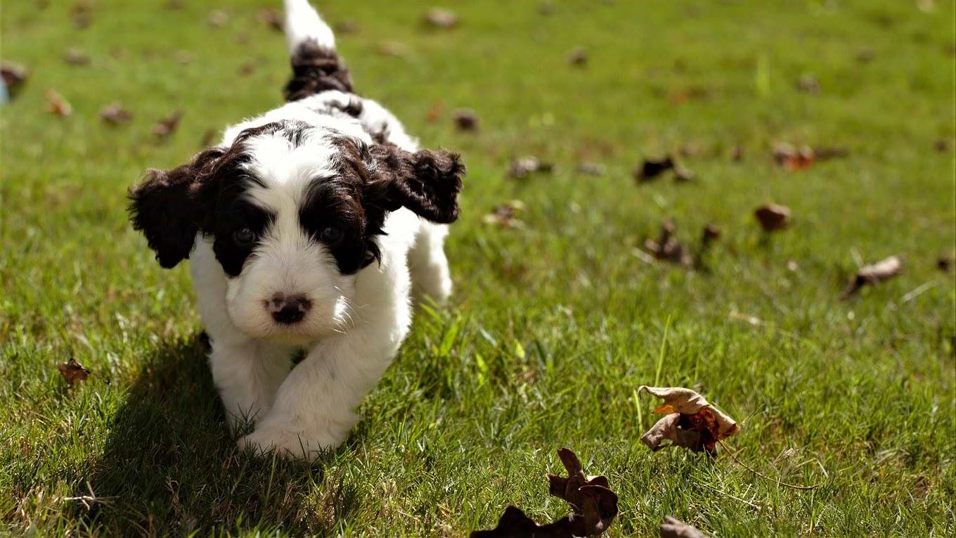 Available Springerdoodle Puppies — Mini & Standard Sproodles