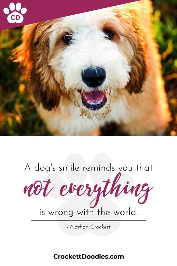 Dog Lover Quotes — Crockett Doodles