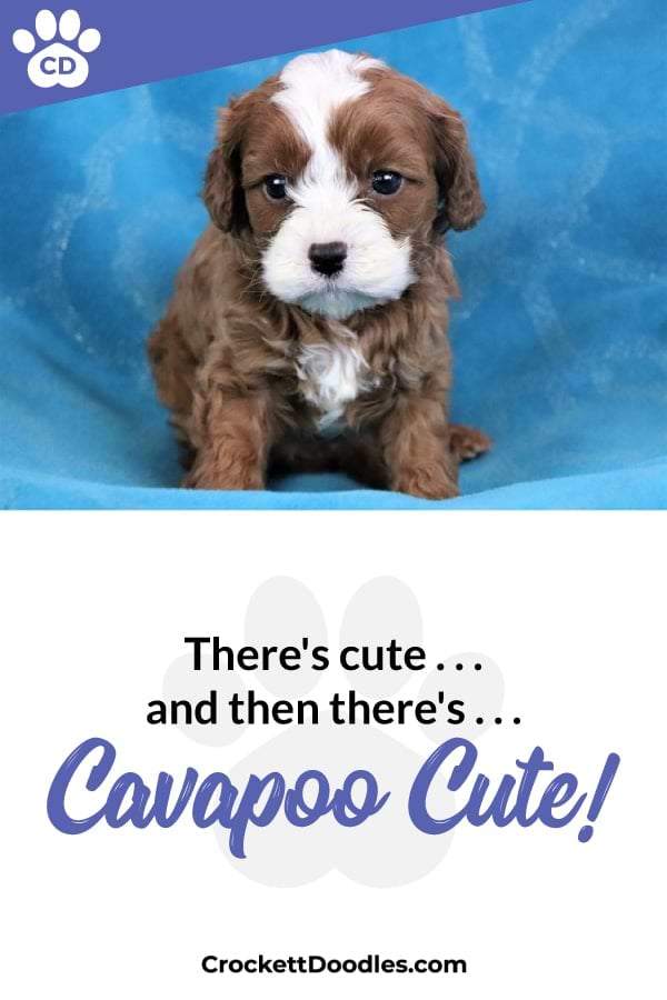 Dog Lover Quotes — Crockett Doodles