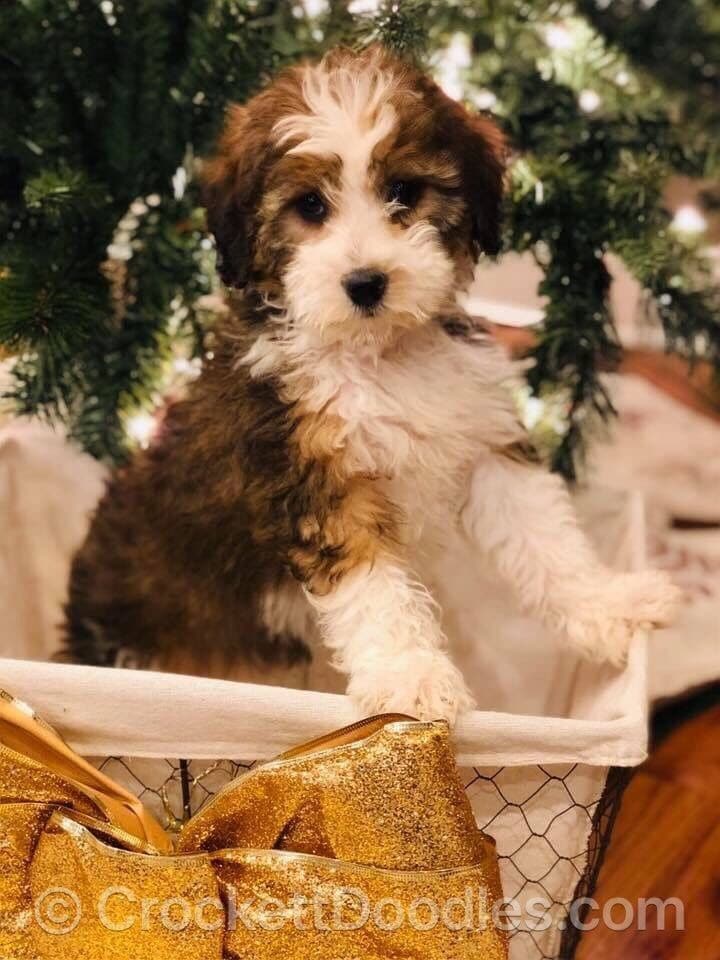 Bernedoodle vs Sheepadoodle Breed Comparison — Crockett Doodles