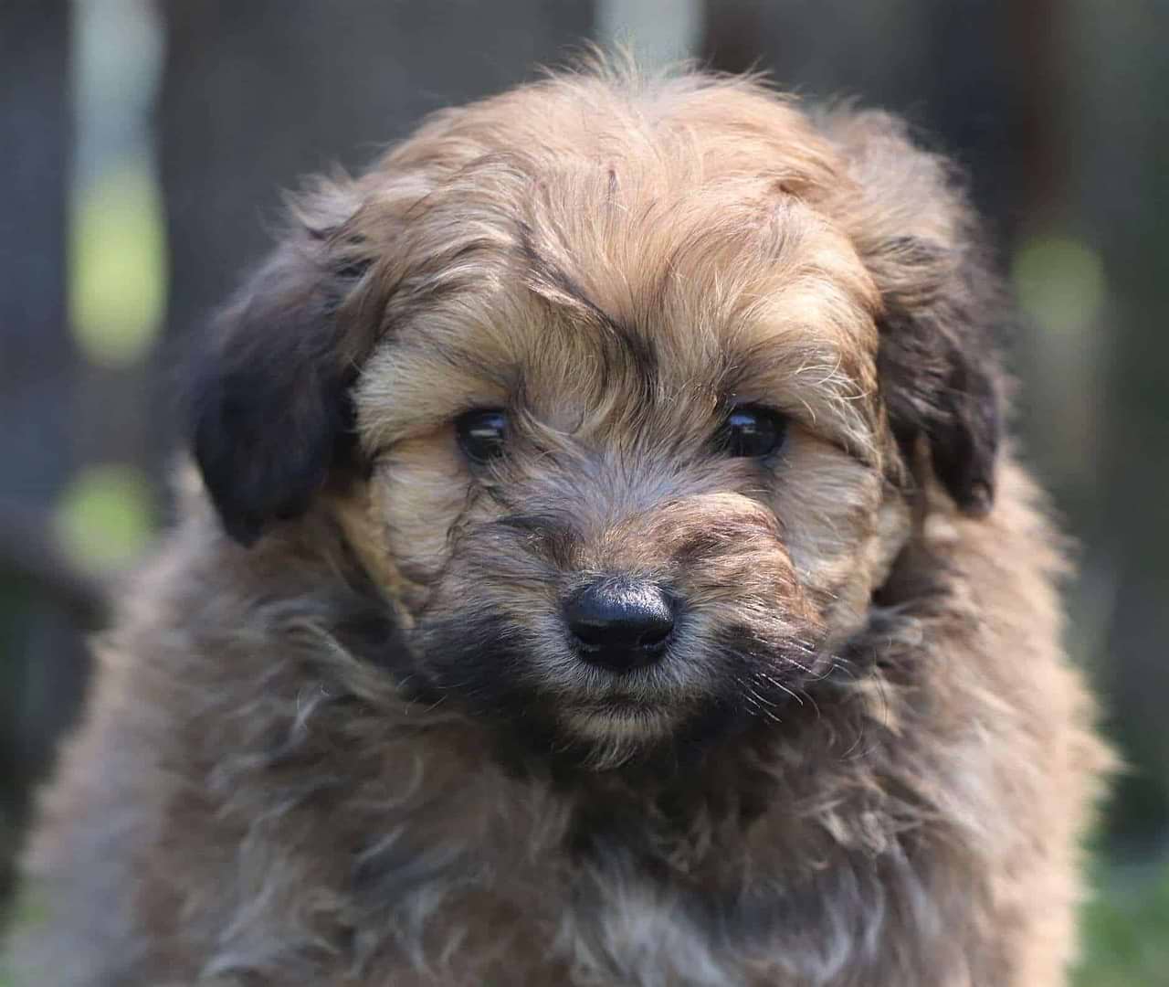 Pomapoo Puppies for Sale — Family-Raised