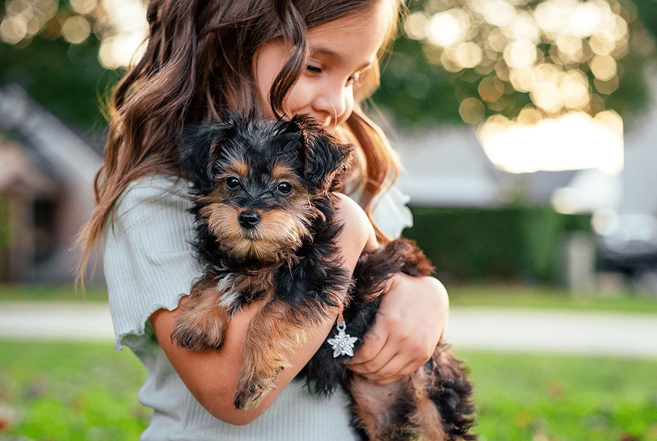 Yorkie Poo Puppies for Sale — 12-Year Health Guarantee
