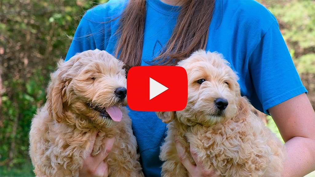 Immediately Available Puppies — Crockett Doodles