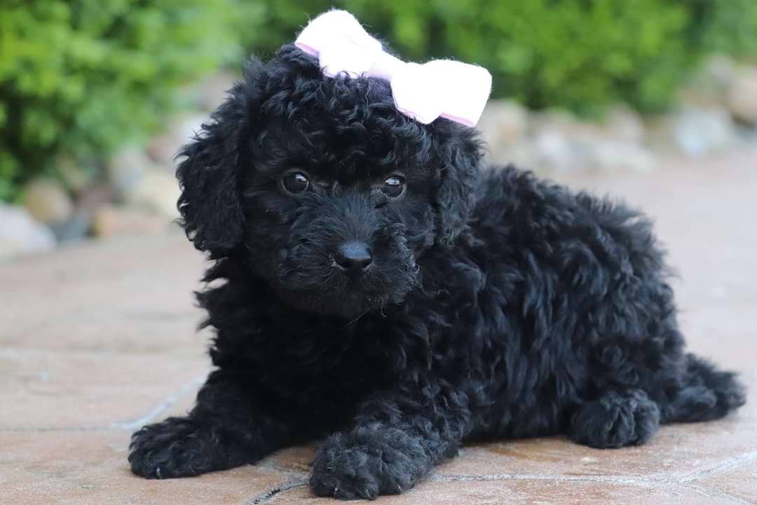 Great Puppy Schedule Tips — Crockett Doodles
