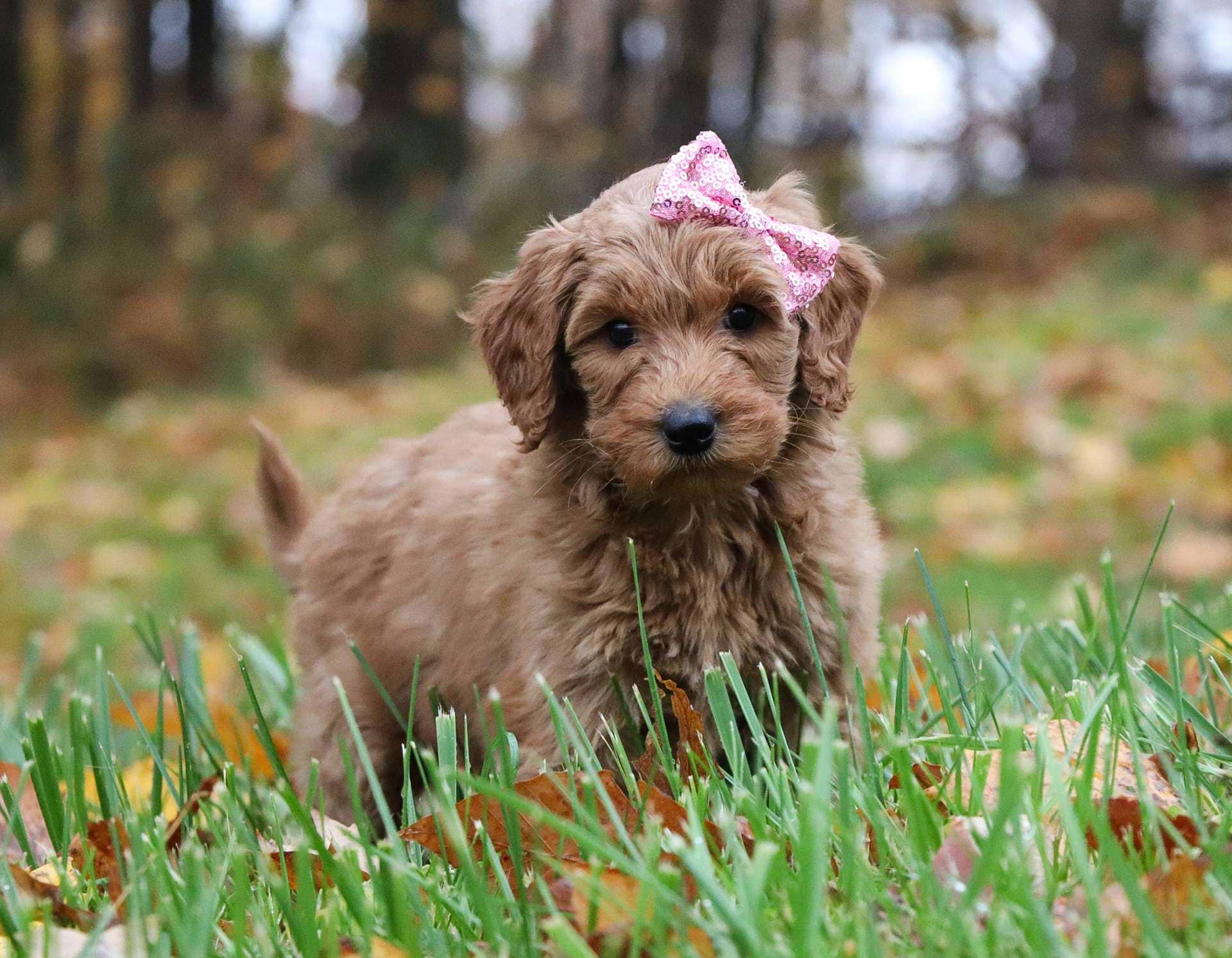 Best Indiana Goldendoodles Available — Crockett Doodles