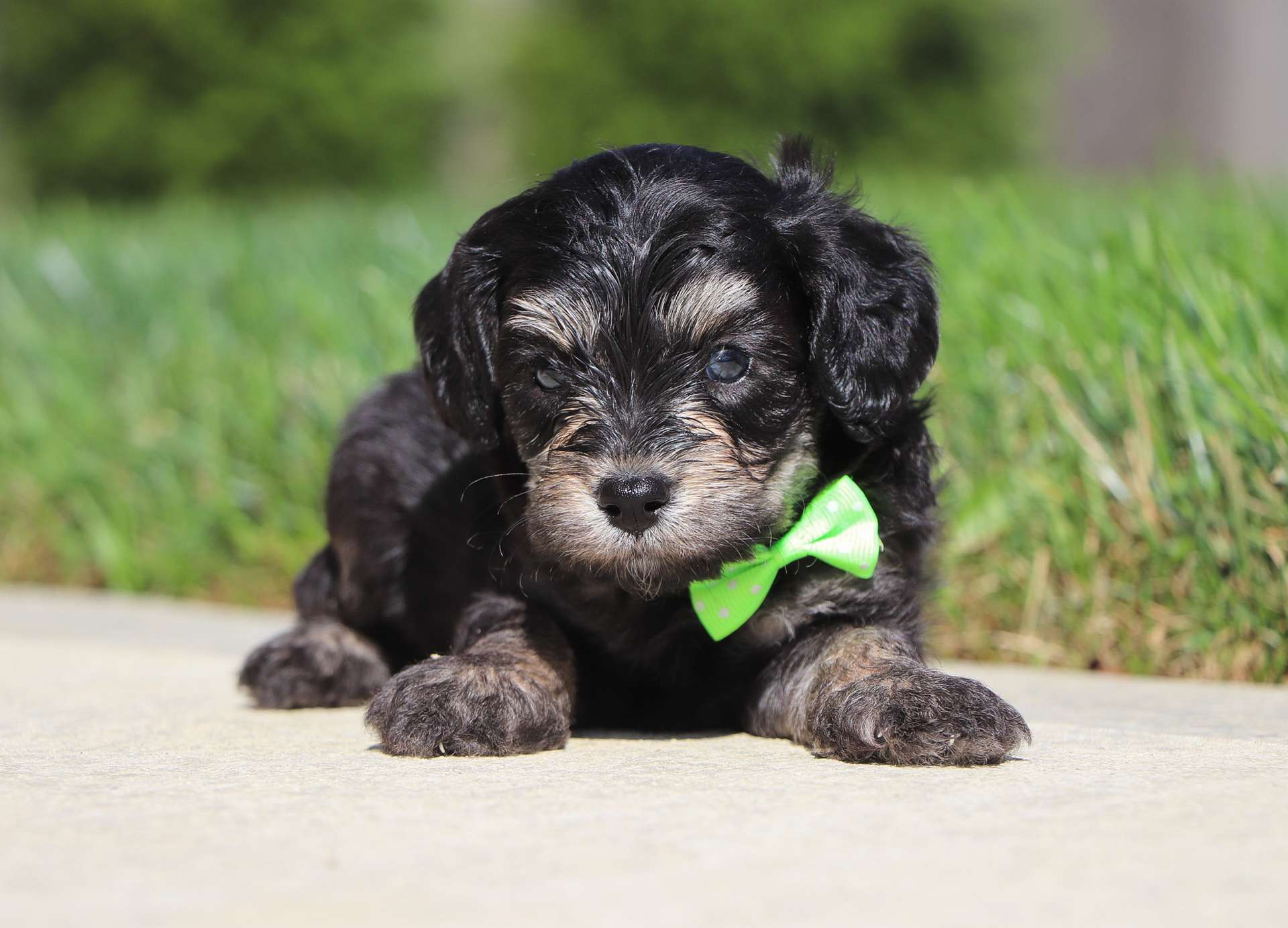 Delightful F1b Petite Cavapoos born August 22nd — Crockett Doodles