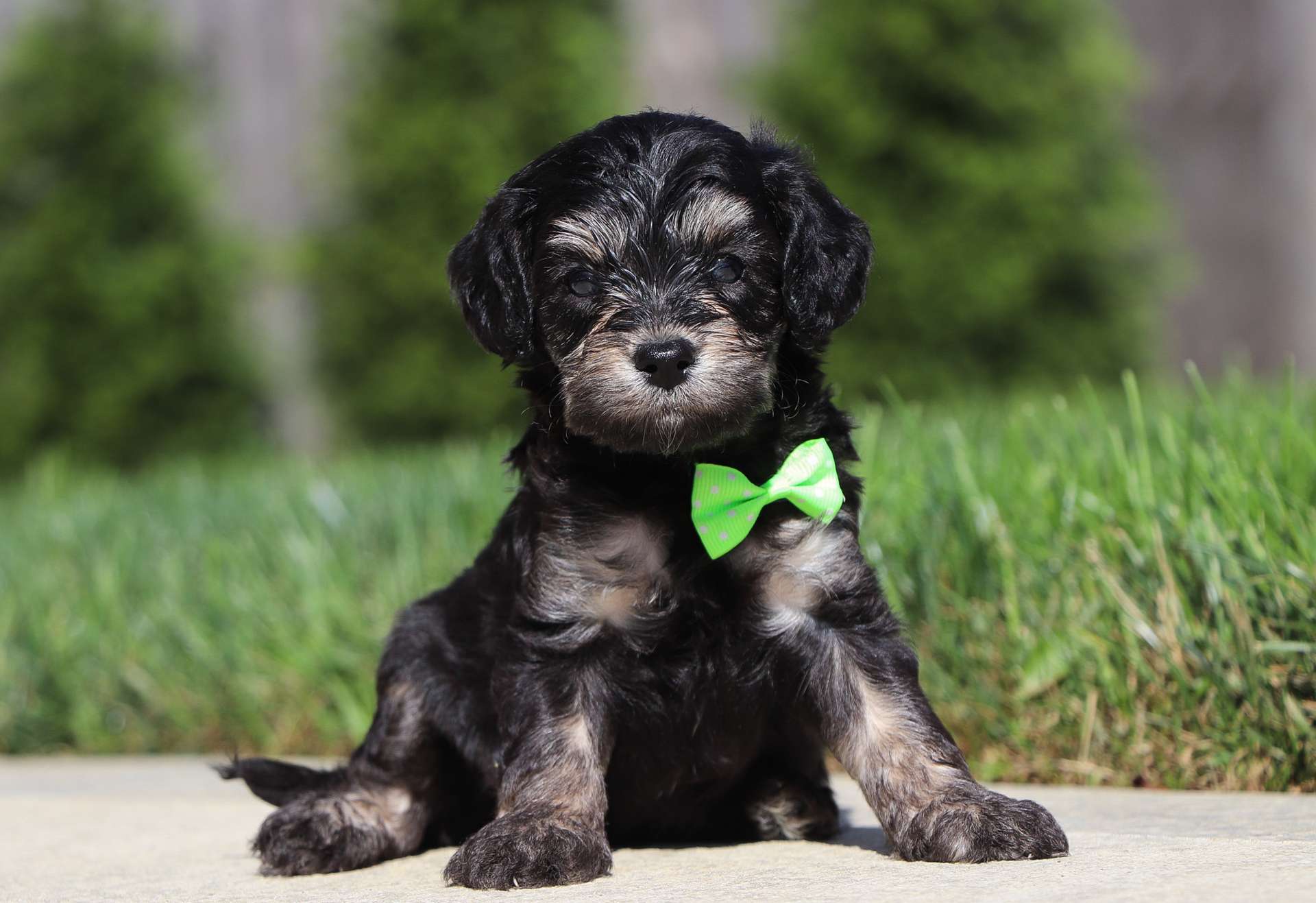 Delightful F1b Petite Cavapoos born August 22nd — Crockett Doodles