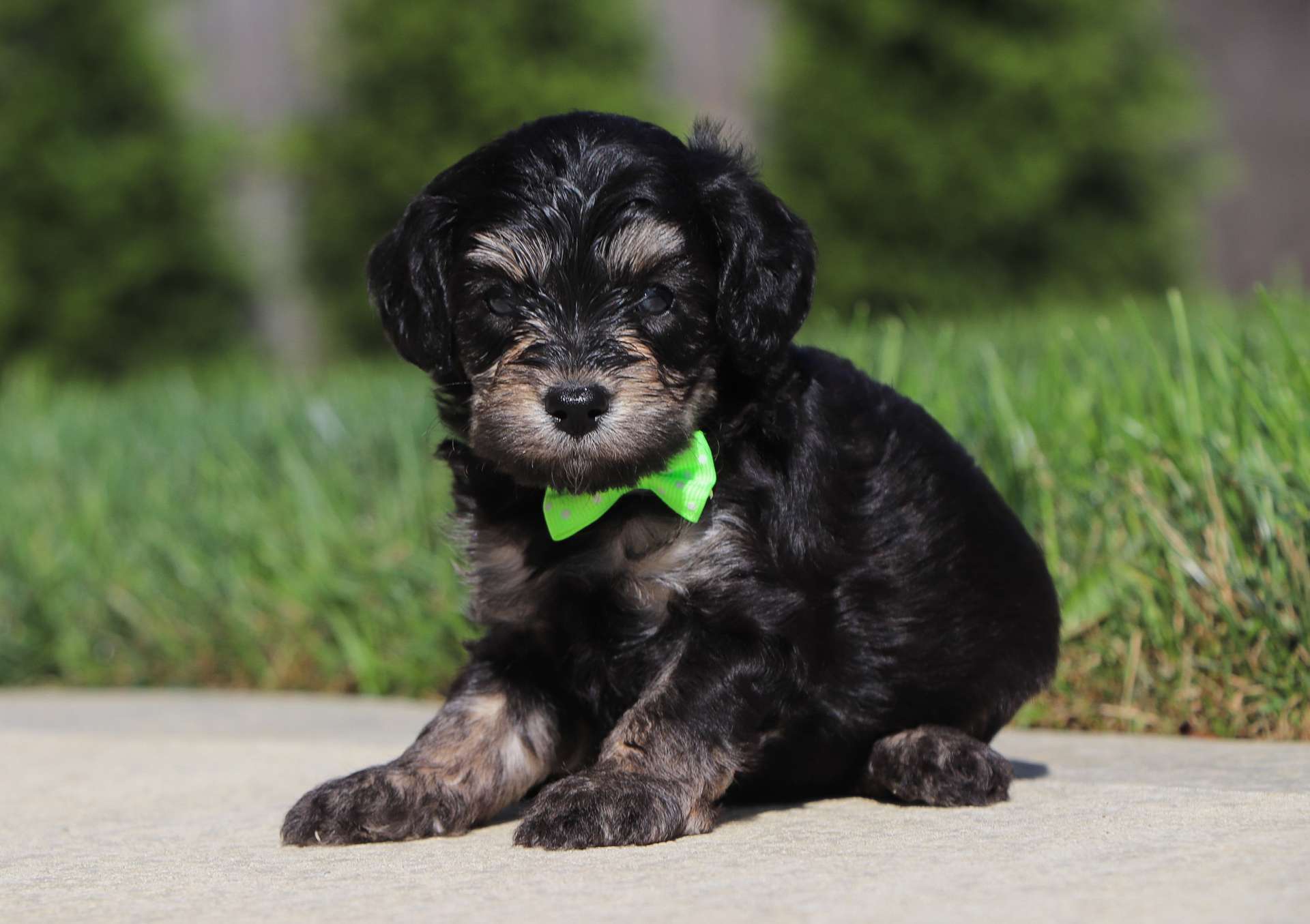 Delightful F1b Petite Cavapoos born August 22nd — Crockett Doodles
