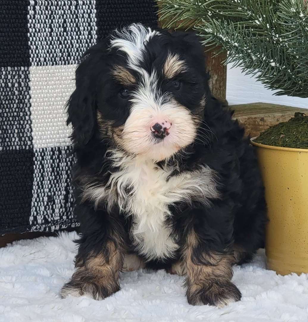 Best Ohio Bernedoodles Available — Crockett Doodles