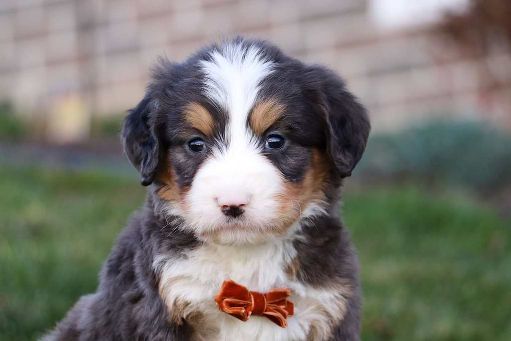 Best Ohio Bernedoodles Available — Crockett Doodles