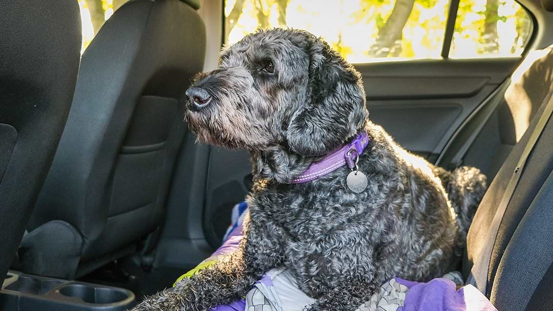 Hit the Road with Your Best Buddy: Dog Day Trip Ideas That Will Make ...