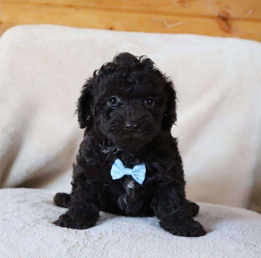 Best Maine Cockapoos Available — Crockett Doodles