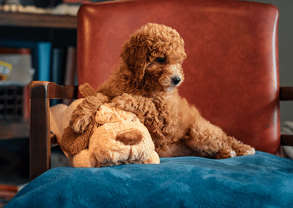 Cuddle Buddy — Crockett Doodles