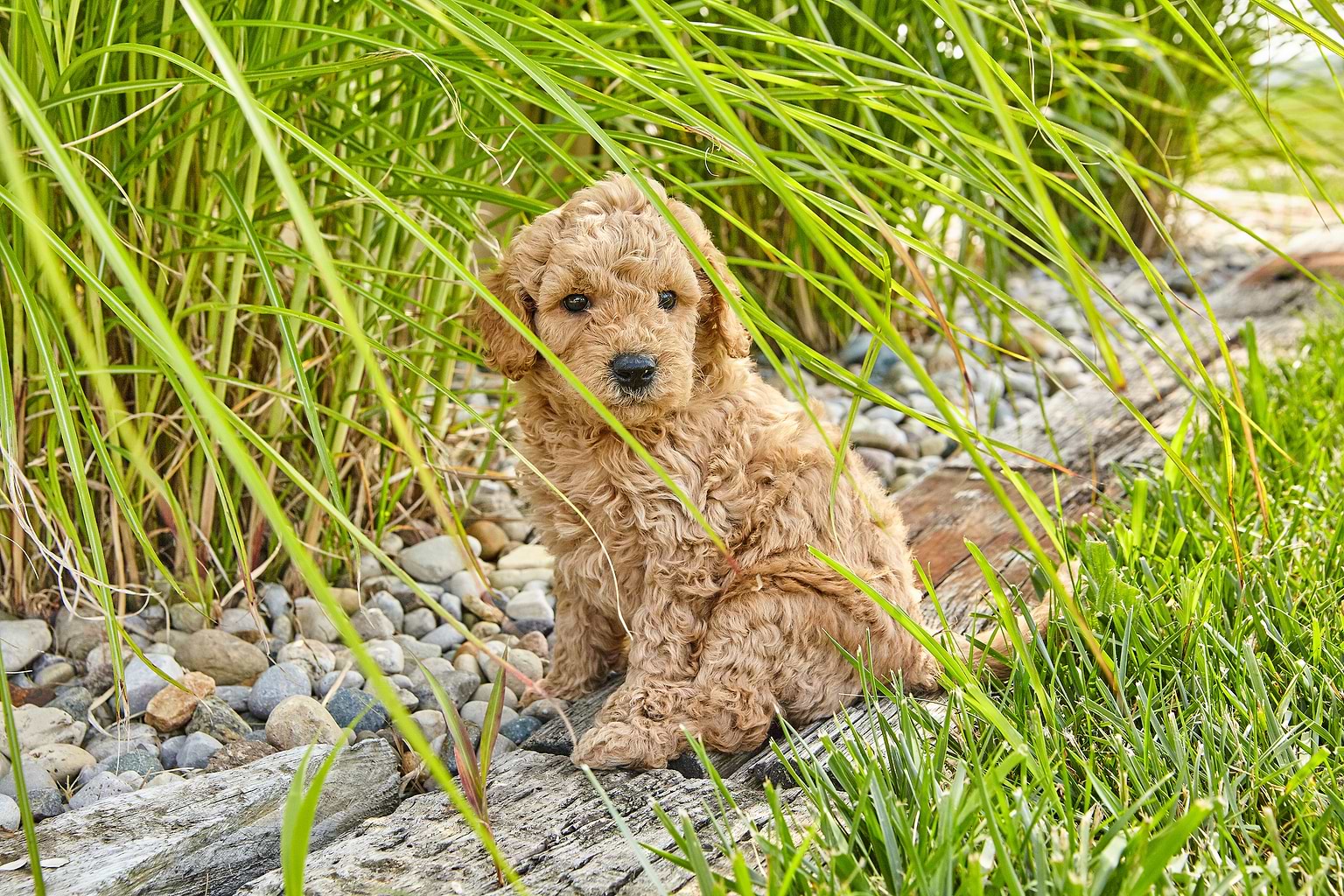 Springerdoodle Puppies and Mini Springerdoodle Puppies Puppies ...