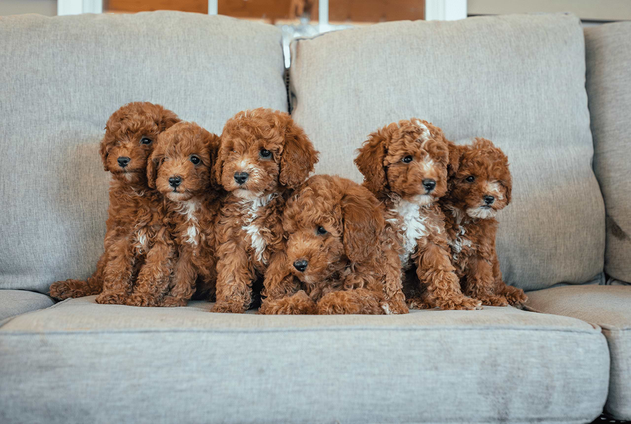Mini Poodle Puppies for Sale — Smart & Non-Shedding