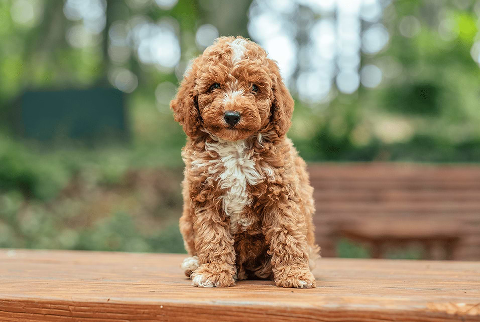 Mini Poodle Puppies for Sale — Smart & Non-Shedding