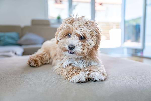 Maltipoo Size & Growth Guide - Teacup, Toy & Mini Maltipoo