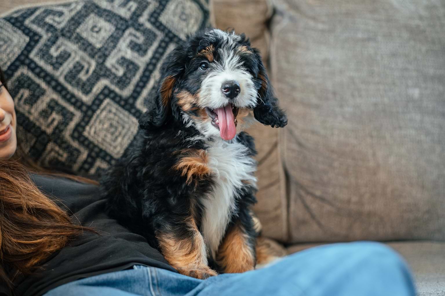 Micro Mini Goldendoodle: Tiny Size, Big Personality