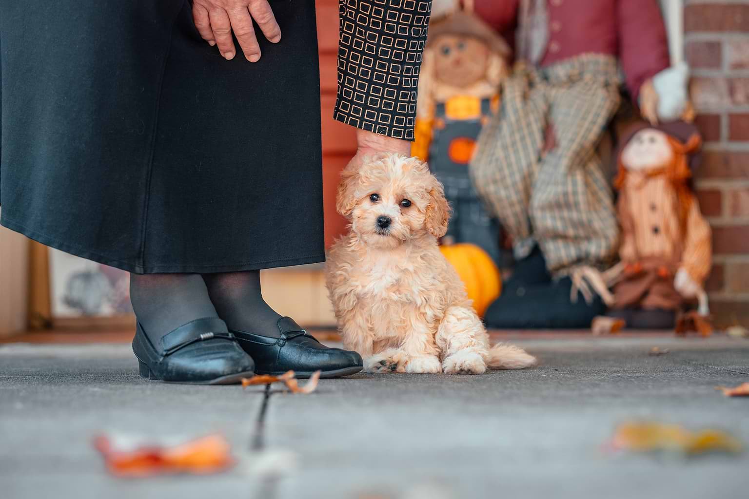Maltipoo Size & Growth Guide - Teacup, Toy & Mini Maltipoo