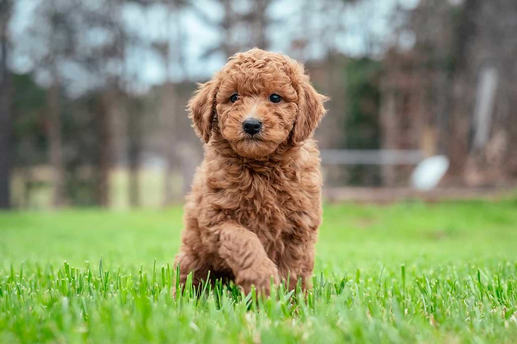 Golden Doodle Fitness Trends: Smart Ideas for 2026