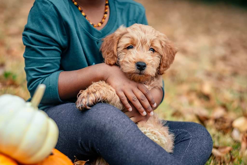 How a Goldendoodle Pet Influencer Goes Viral: Explained