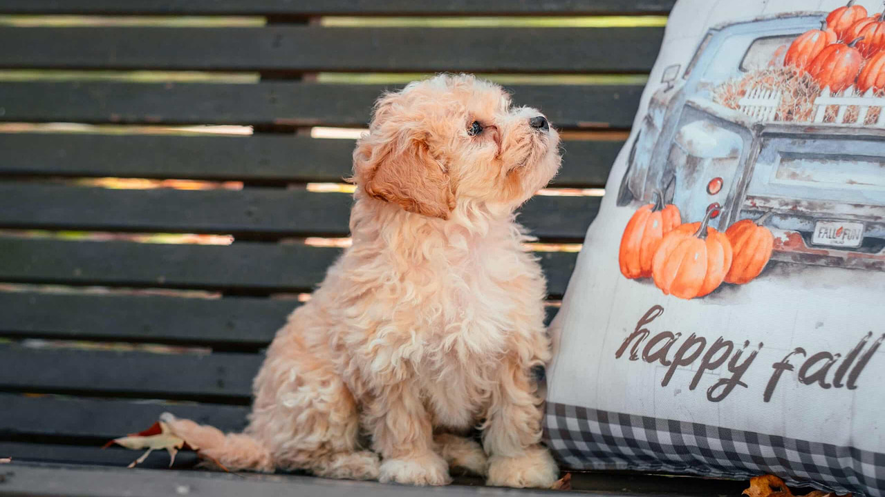 Maltipoo Grooming: Simple Care Tips for a Healthy Coat